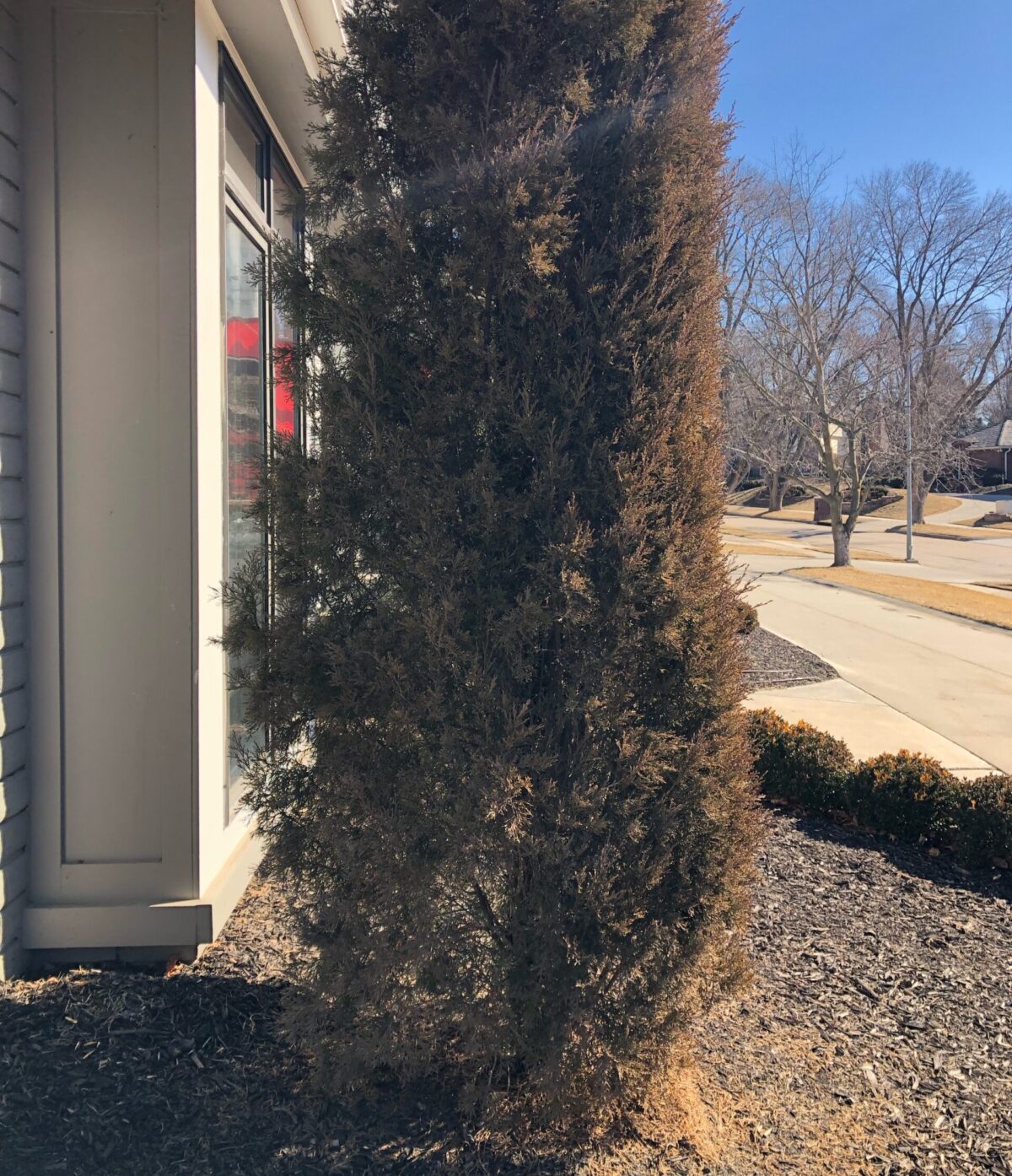 Winter Burn Prevention: Arbor Aesthetics' Tree Care