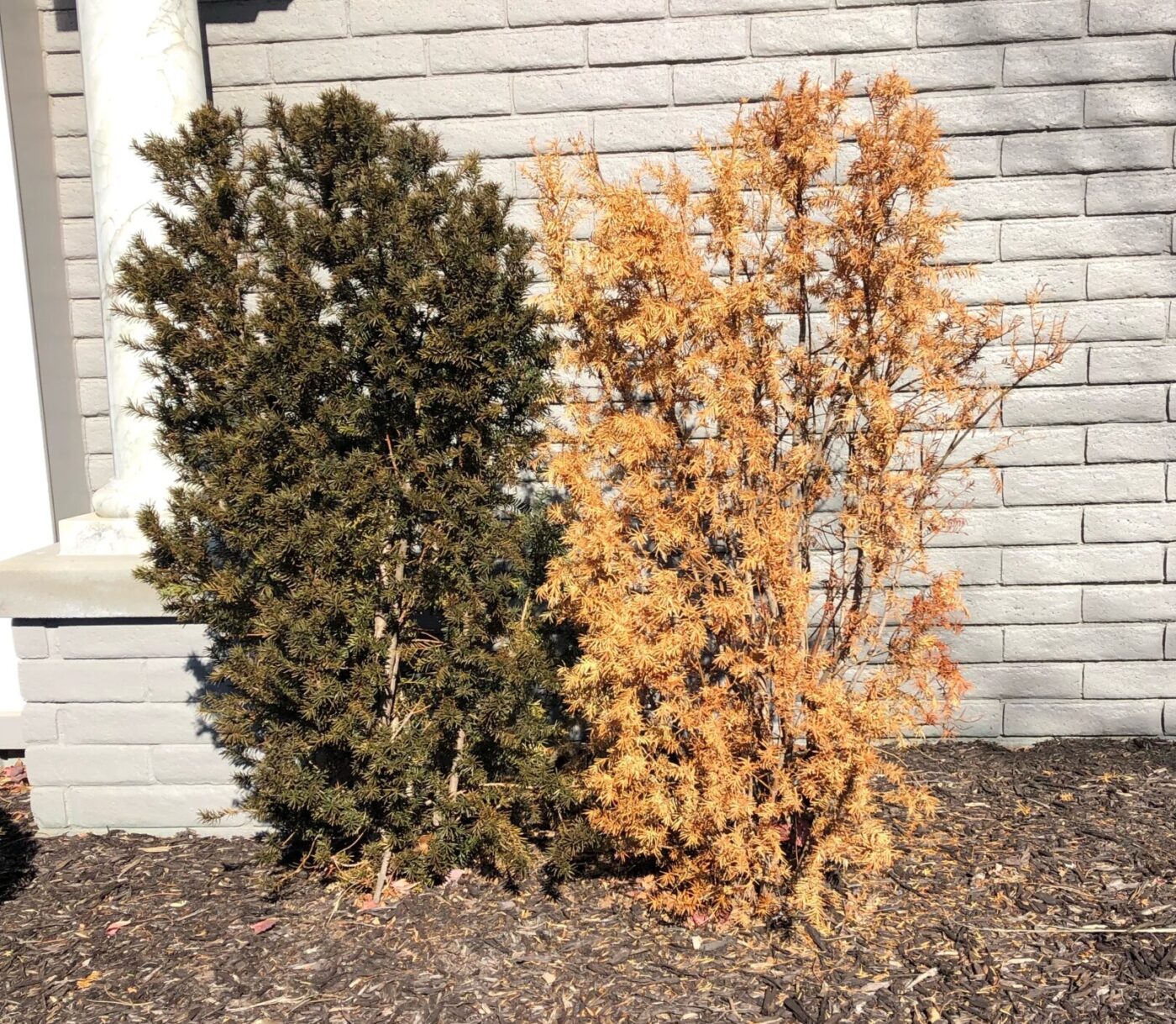 Winter Burn Prevention with Anti-Transpirants - Arbor Aesthetics Tree ...