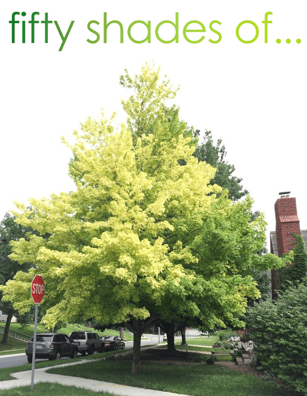 Iron Deficiency in Trees is Easy to Treat! - Arbor Aesthetics Tree ...