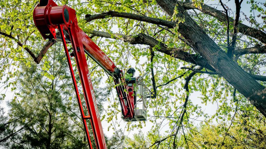 Arbor Aesthetics Tree Service - Omaha Tree Trimming & Tree Removal