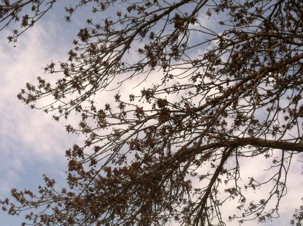 Ash Flower Gall: What You Need to Know from Arbor Aesthetics