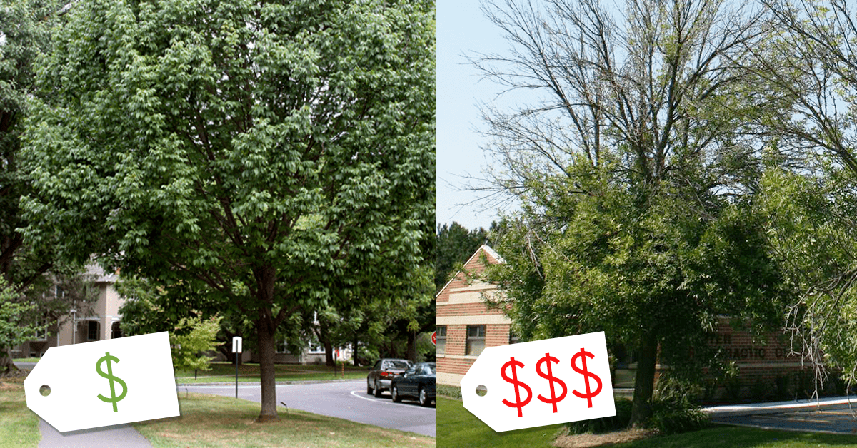 Ash Tree Removal in Omaha | Emerald Ash Borer Solutions