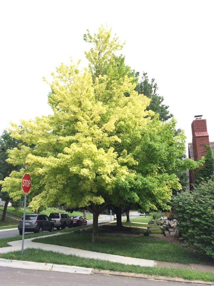 Iron Deficiency Treatment: Arbor Aesthetics in Omaha