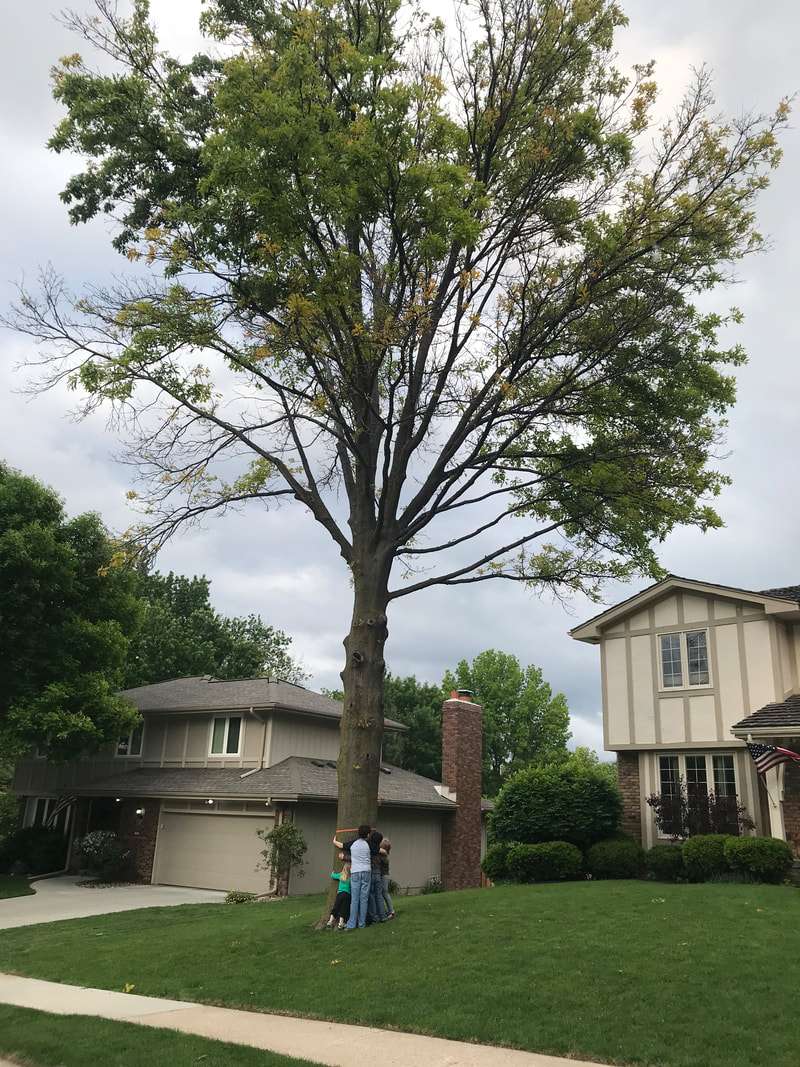 Iron Deficient Pin Oak Removal - Arbor Aesthetics Tree Service - Omaha ...
