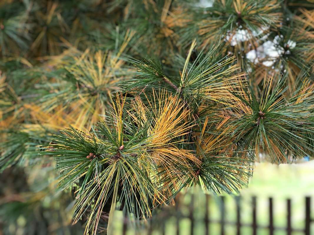 Pine needle drop - Normal or not? - Arbor Aesthetics Tree Service ...