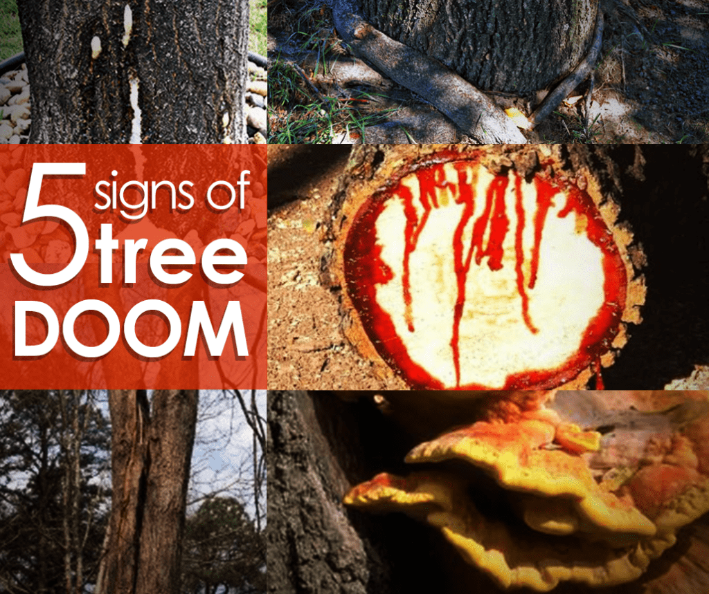Is your tree DOOMED? 5 symptoms of a haunted tree! - Arbor Aesthetics ...