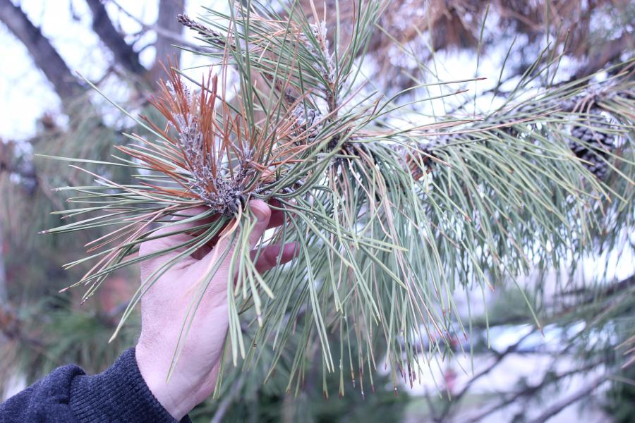Pine needle drop - Normal or not? - Arbor Aesthetics Tree Service ...