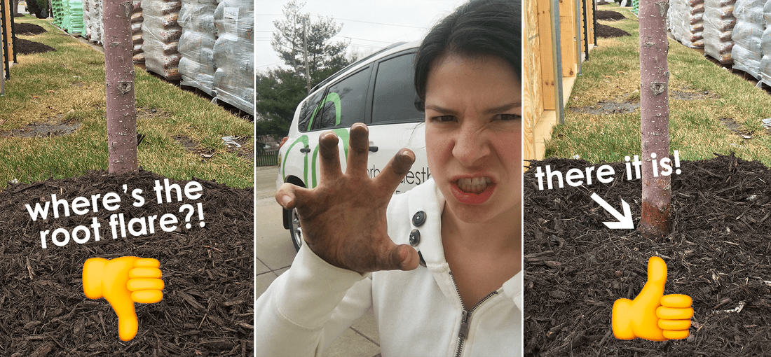 No Mulch Volcanoes: Arbor Aesthetics' Tree Care Guide