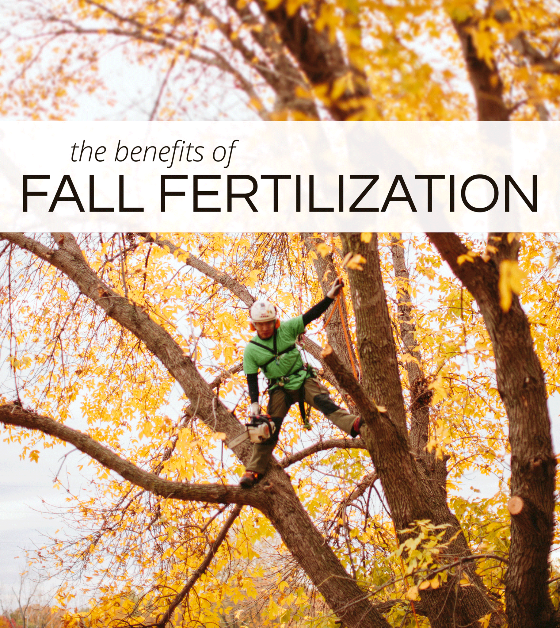 Fall Tree Fertilization - Arbor Aesthetics Tree Service - Omaha Tree ...