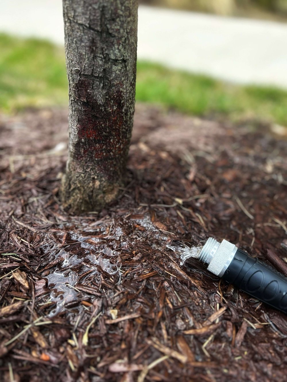 Watering Trees: Arbor Aesthetics' Guide for Healthy Growth